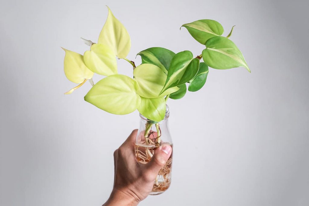 How to Propagate Philodendron Brasil - Plantglossary