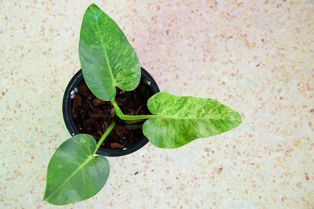 12 Different Types of Philodendrons (with Pictures) - Plantglossary