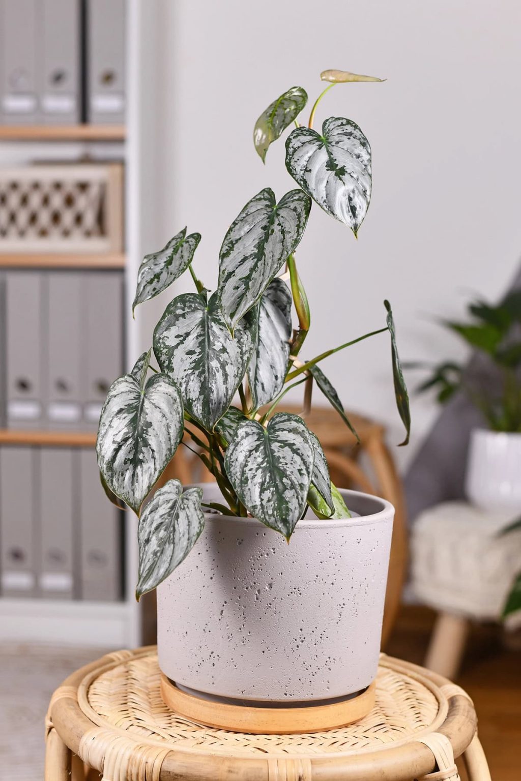 25 Different Types of Philodendrons (with Pictures) - Plantglossary