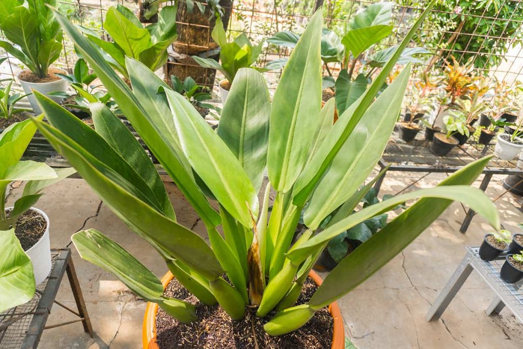 25 Different Types of Philodendrons (with Pictures) - Plantglossary