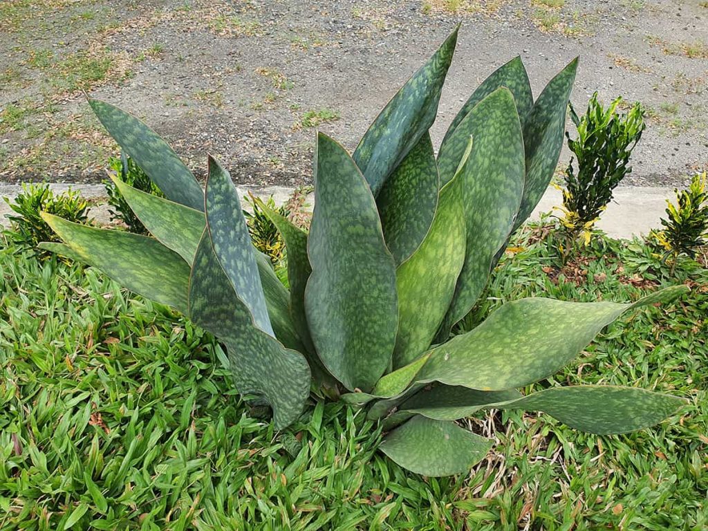 Whale Fin Snake Plant – Growing and Care Guide - Plantglossary