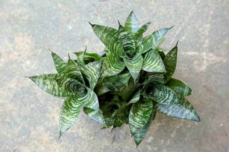 Whale Fin Snake Plant – Growing and Care Guide - Plantglossary
