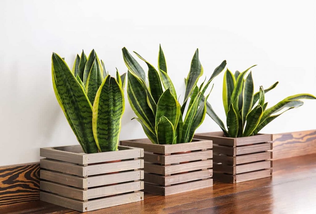 What Are the Snake Plant Pot Sizes? - Plantglossary