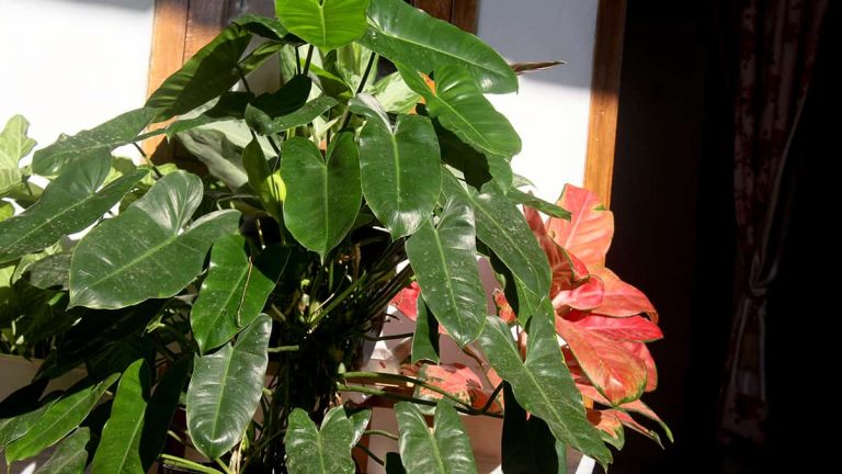 25 Different Types of Philodendrons (with Pictures) - Plantglossary
