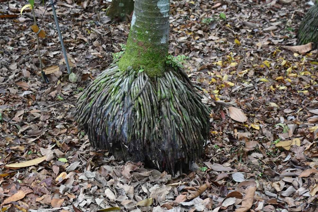 How Deep Are Palm Tree Roots? - Plantglossary