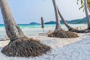 How Deep Are Palm Tree Roots? - Plantglossary