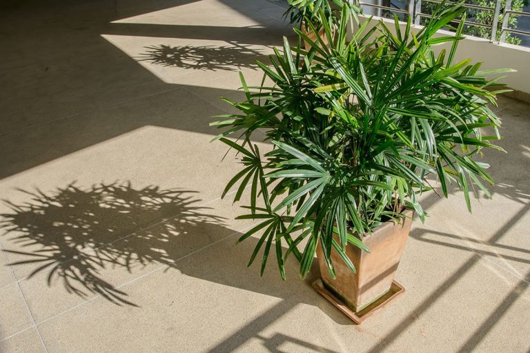 14 Types of Outdoor Potted Palms (with Pictures) - Plantglossary