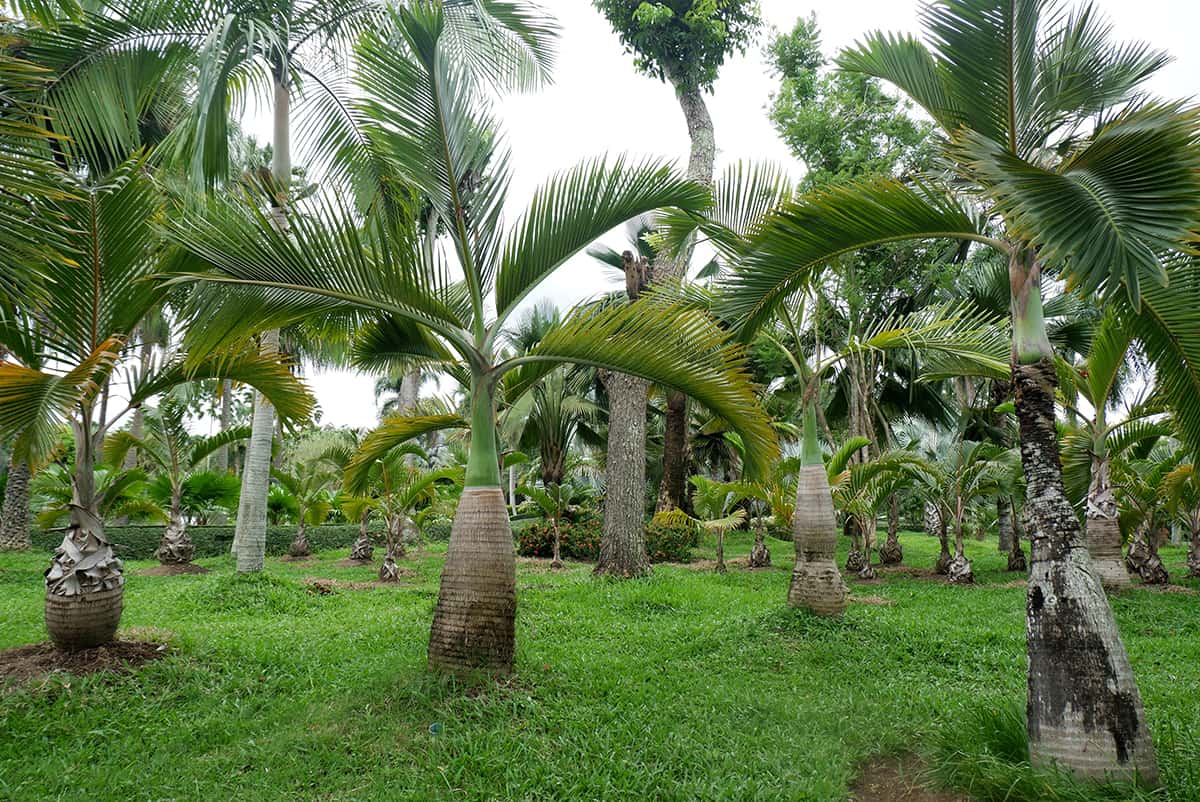 How Much Do Palm Trees Cost Plantglossary