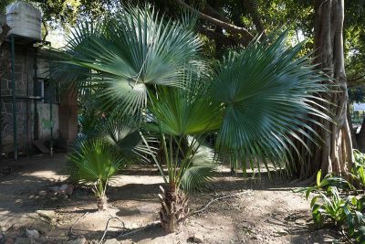 14 Low-Maintenance Palm Trees for a Stunning, Stress-Free Landscape ...