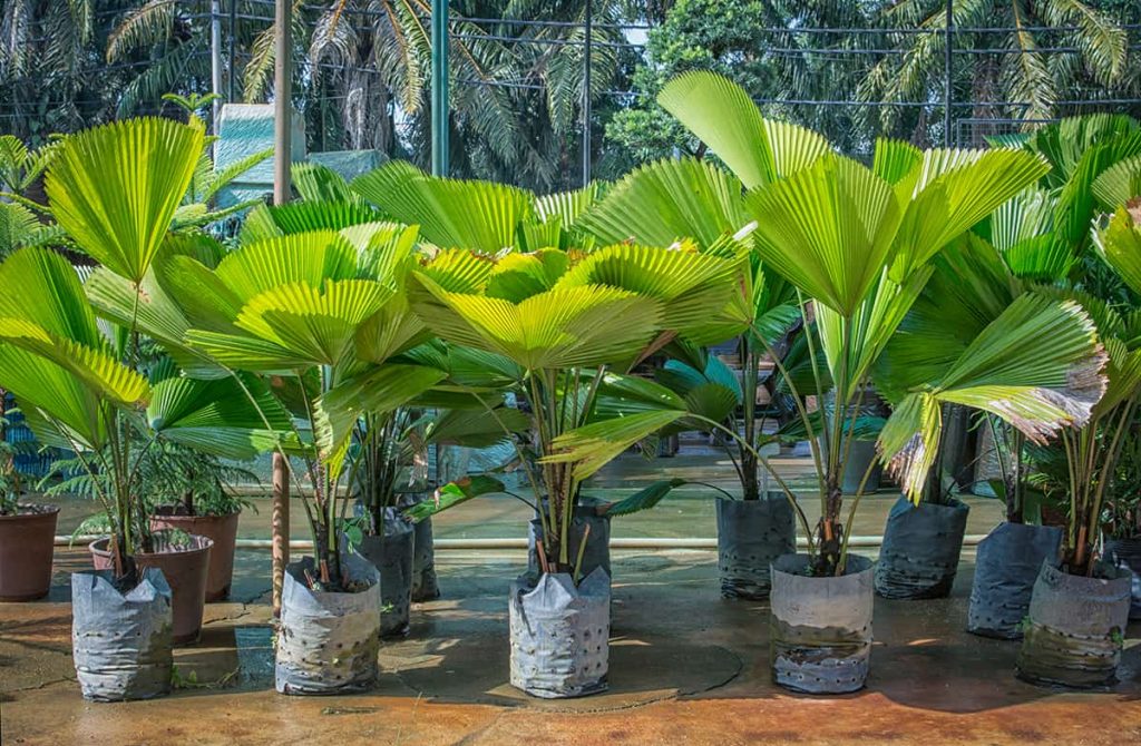 14 Types of Outdoor Potted Palms (with Pictures) - Plantglossary