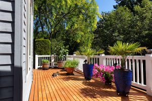 20 Types of Outdoor Potted Palms (with Pictures) - Plantglossary