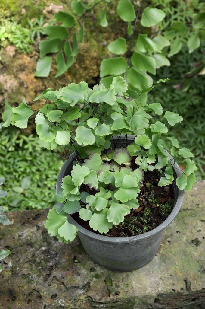 14 Types of Outdoor Potted Palms (with Pictures) - Plantglossary