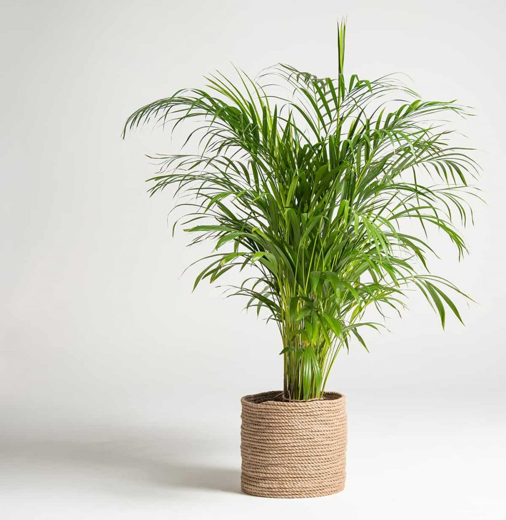 14 Types of Outdoor Potted Palms (with Pictures) - Plantglossary