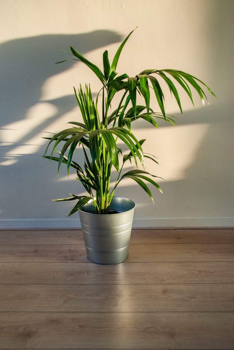 14 Low-Maintenance Palm Trees for a Stunning, Stress-Free Landscape ...