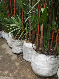 14 Types of Outdoor Potted Palms (with Pictures) - Plantglossary