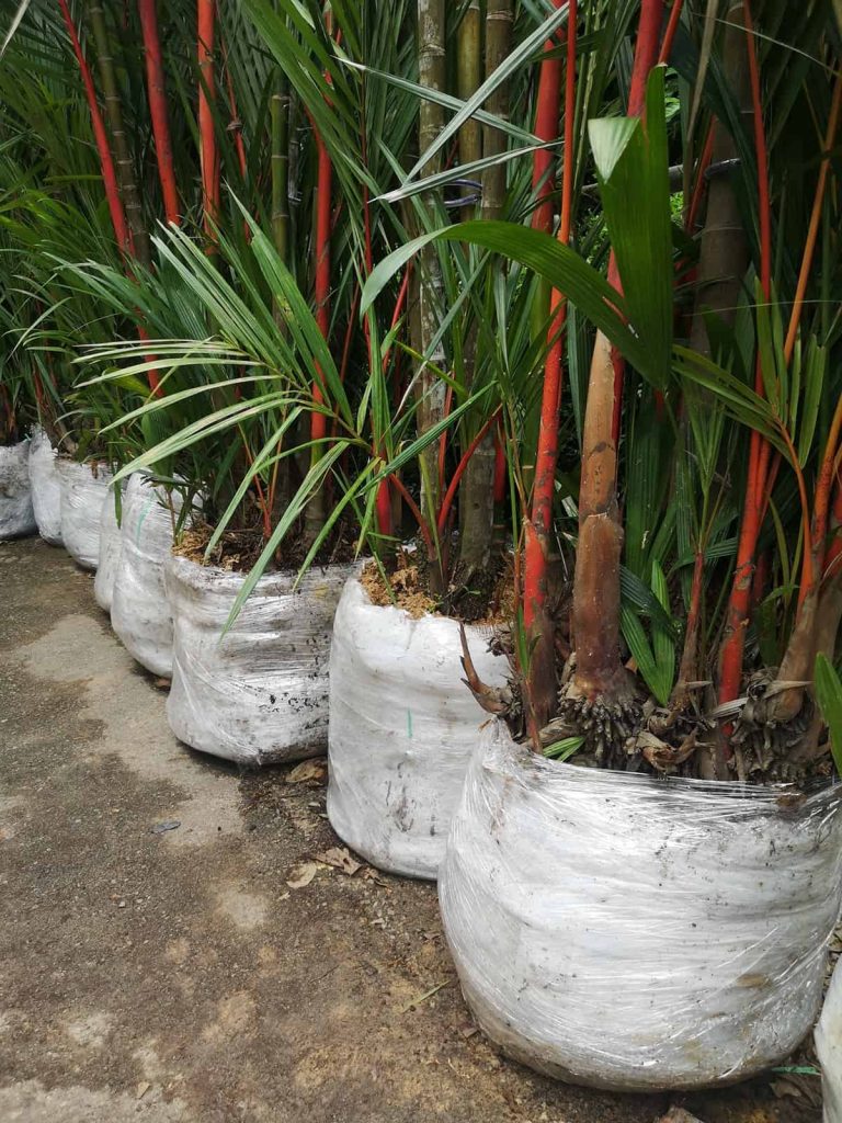 14 Types of Outdoor Potted Palms (with Pictures) - Plantglossary