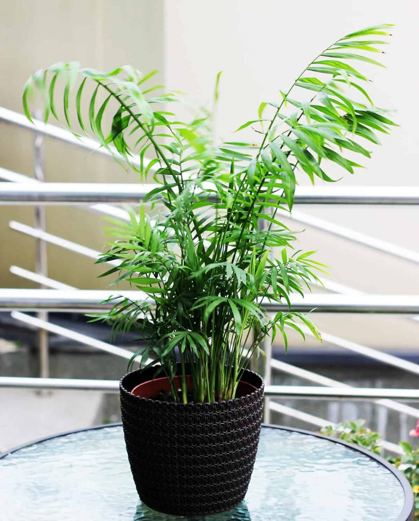 14 Types of Outdoor Potted Palms (with Pictures) - Plantglossary