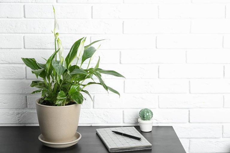 4 Giant Peace Lily Varieties (with Care Guides) - Plantglossary