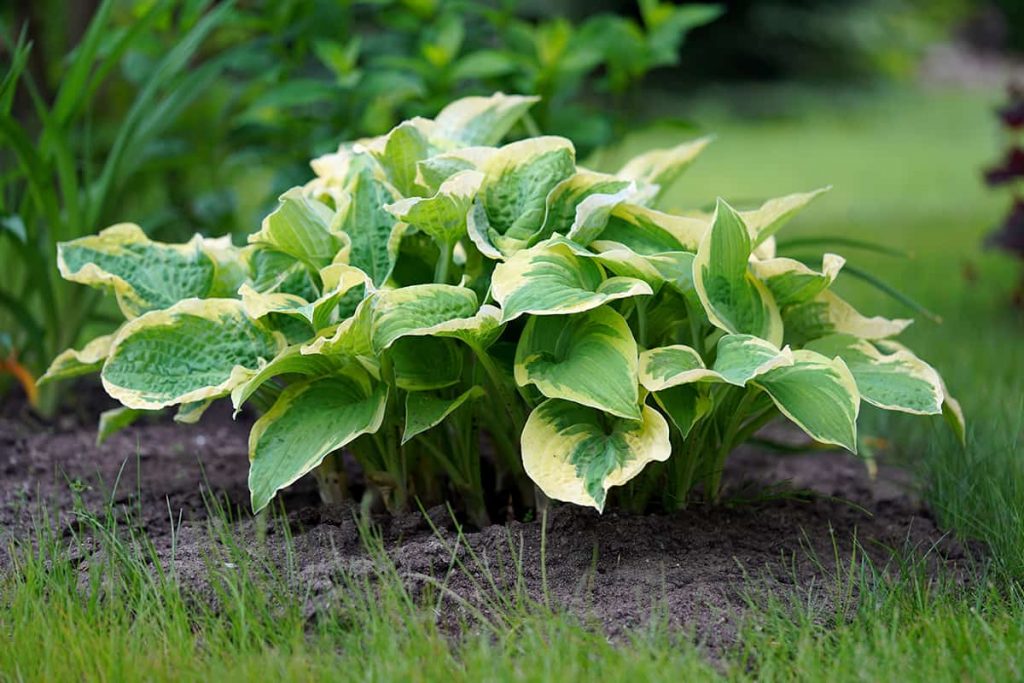 6 Plants that Look Like Peace Lily - Plantglossary