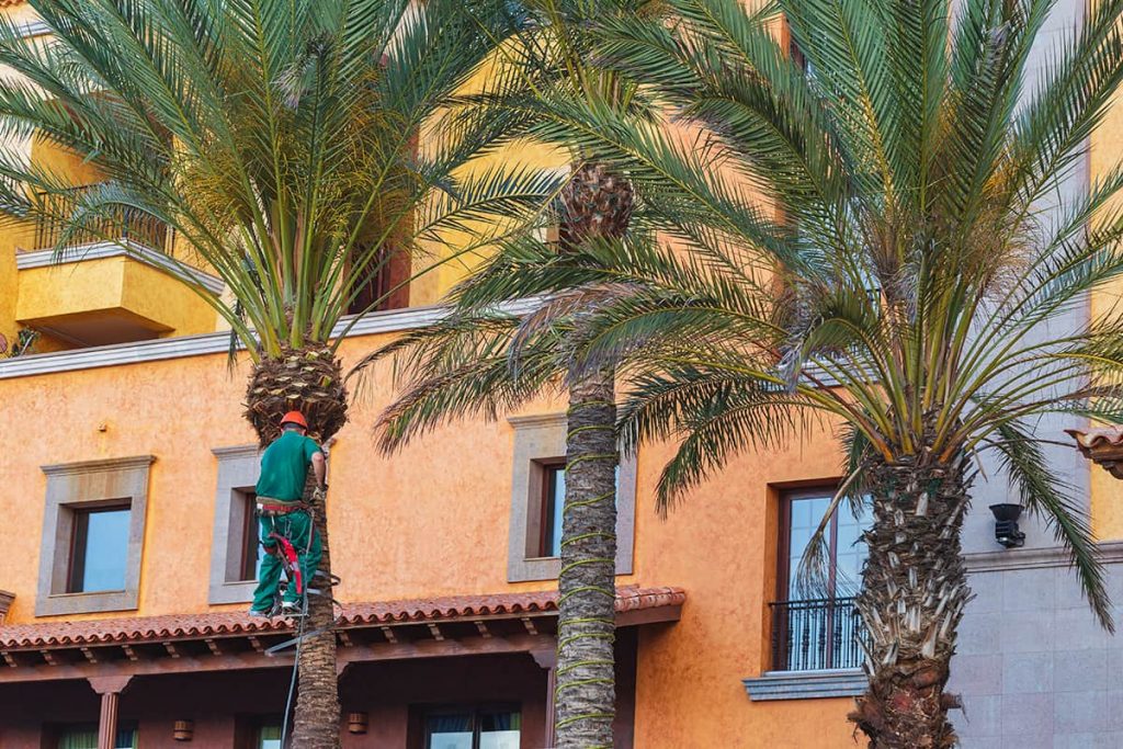 Trimming Palm Trees (Why, When and How You Should Do That) - Plantglossary