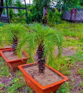 14 Types of Outdoor Potted Palms (with Pictures) - Plantglossary