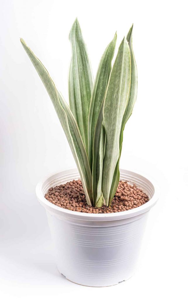 Black Gold Snake Plant – Growing and Care Info - Plantglossary