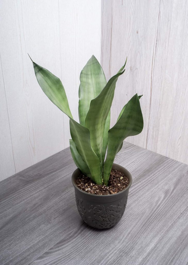 Black Gold Snake Plant – Growing and Care Info - Plantglossary