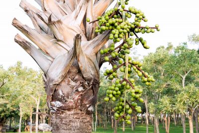 7 Types of Palm Fruits (with Pictures) - Plantglossary