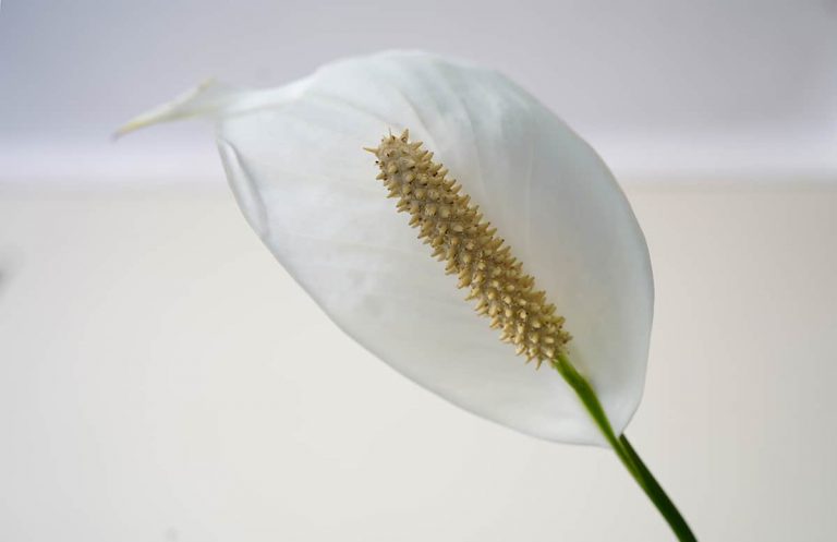 The Various Flowering Stages of a Peace LiLy - Plantglossary