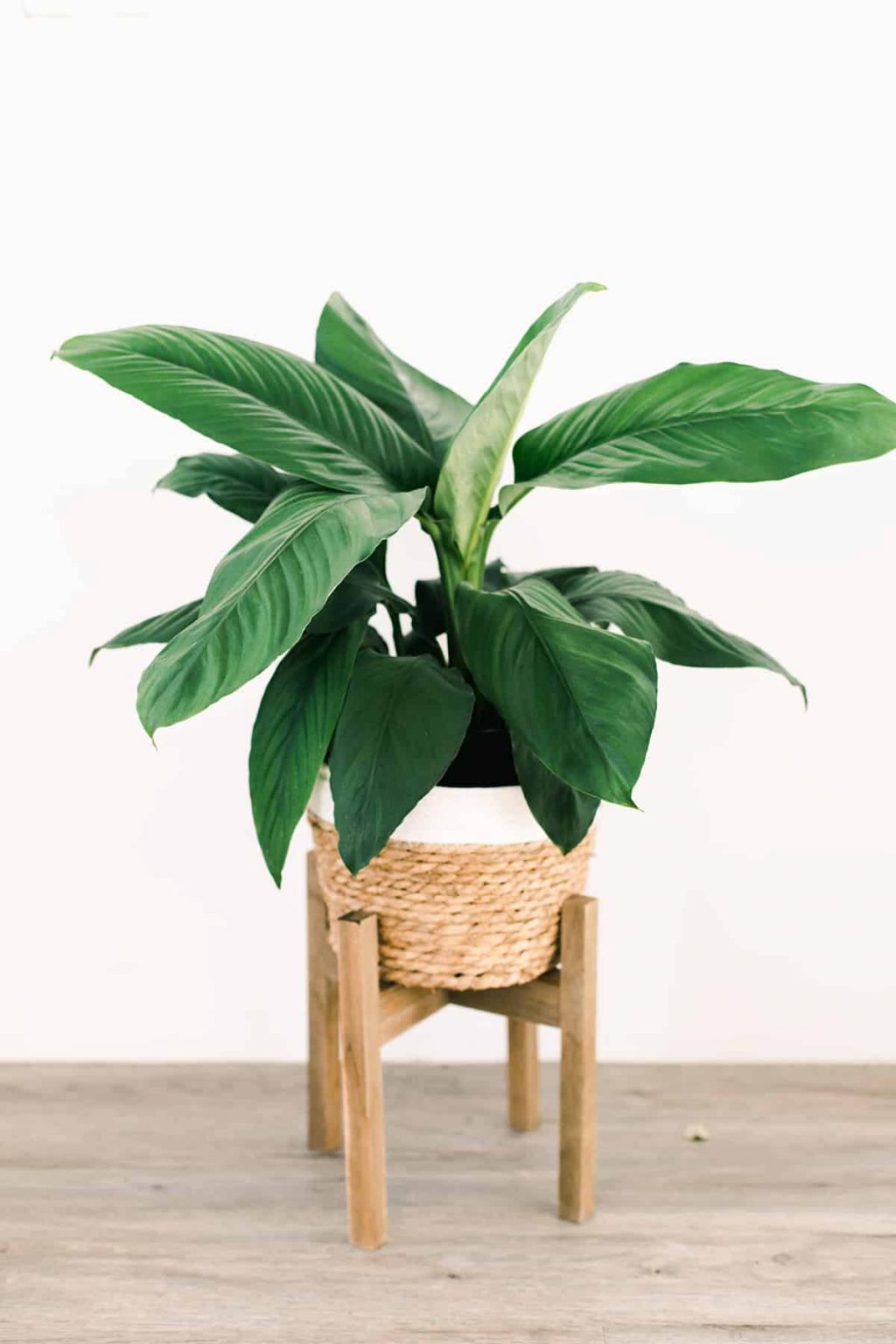 How Big Does a Peace Lily Get? - Plantglossary
