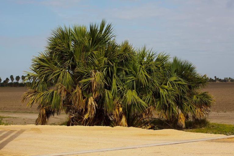 Where Are Palm Trees Native? - Plantglossary