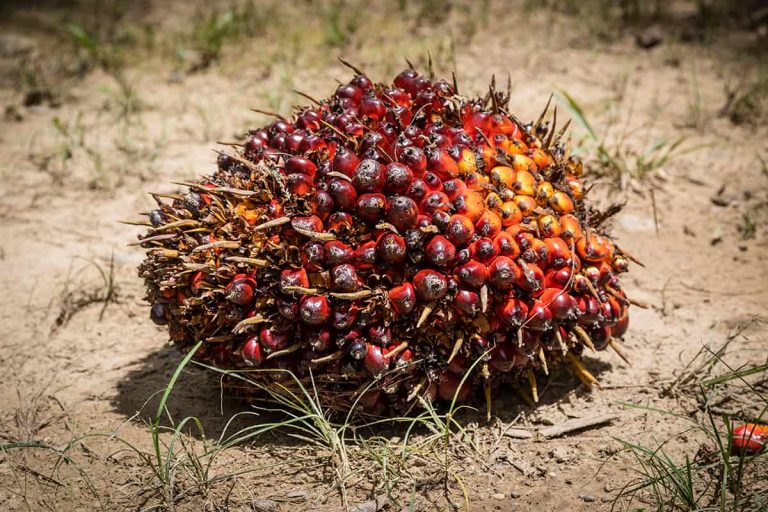 7 Types of Palm Fruits (with Pictures) - Plantglossary