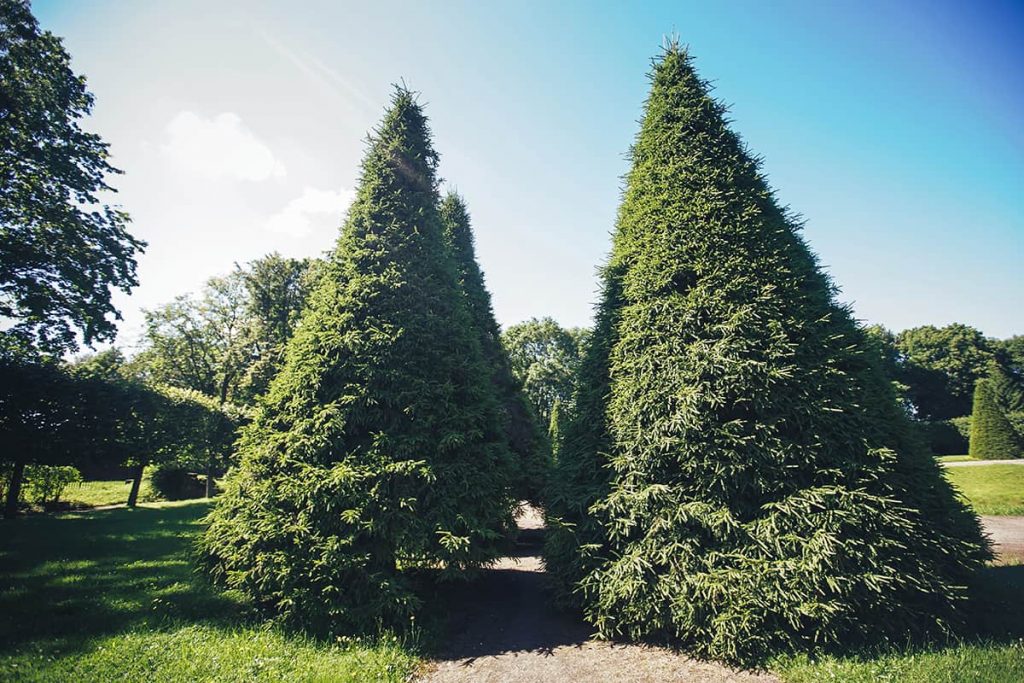 9 Narrow Evergreen Shrubs (with Pictures) - Plantglossary