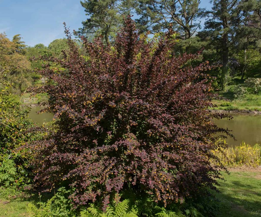 10 Purple Shrubs and Bushes with Pictures - Plantglossary