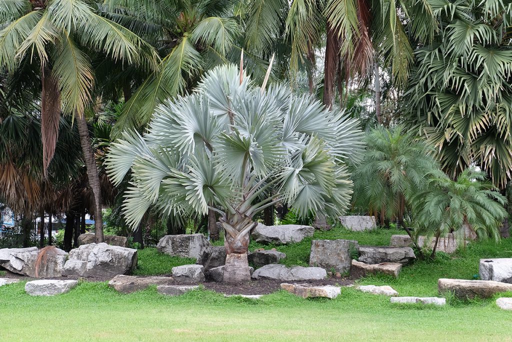 What Color Are Palm Trees? - Plantglossary