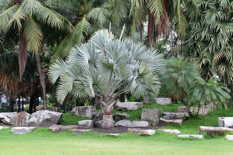 What Color Are Palm Trees? - Plantglossary