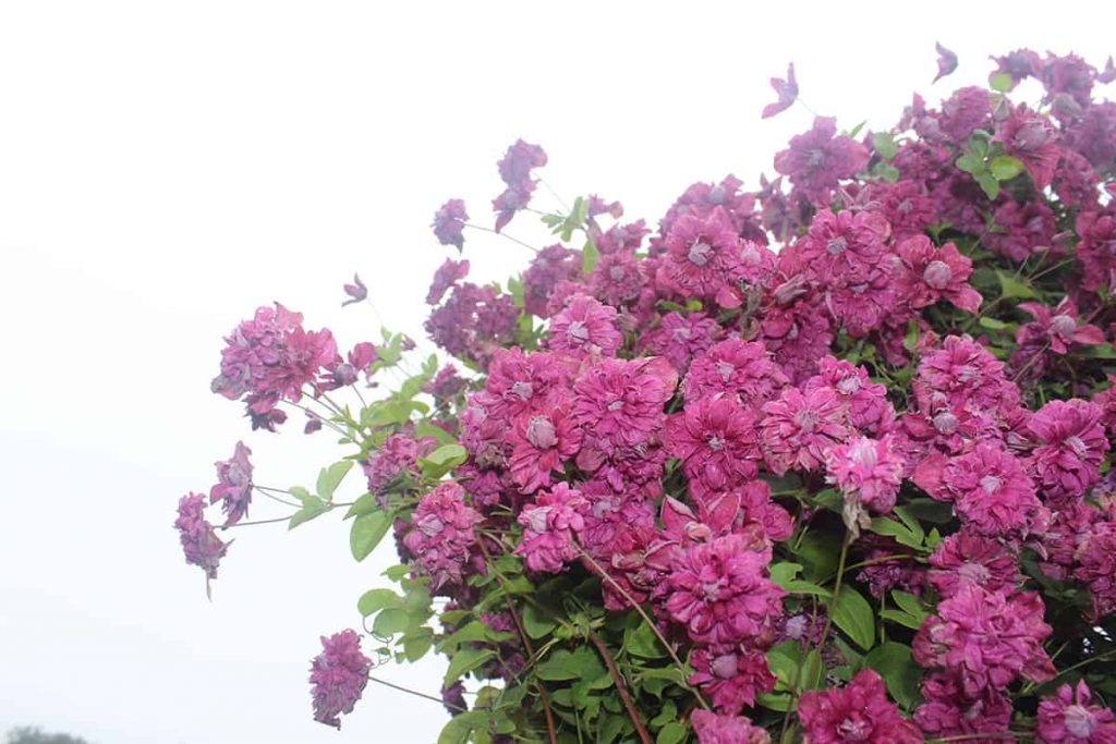 10 Purple Shrubs and Bushes with Pictures - Plantglossary
