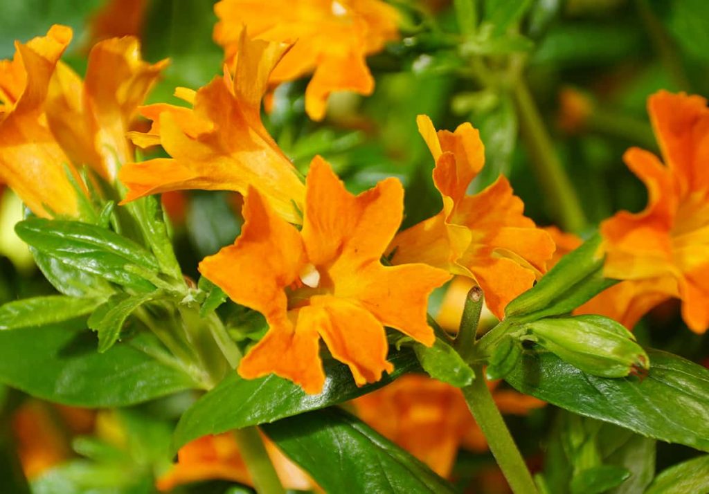 8 Orange Flowering Shrubs (with Pictures) - Plantglossary