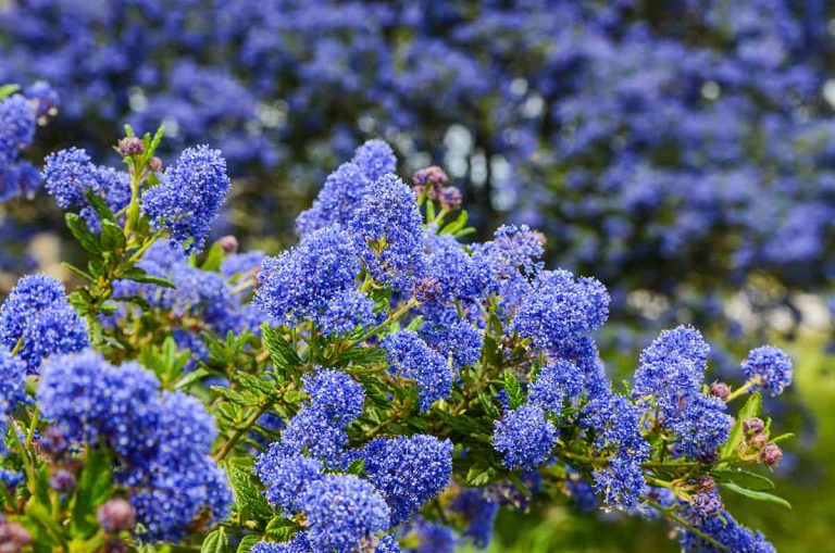 6 Beautiful Evergreen Shrubs with Non Invasive Roots - Plantglossary