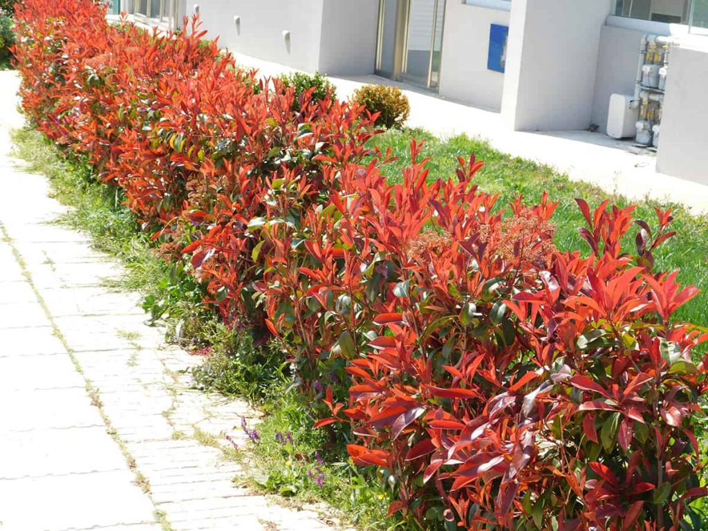 6 Fast Growing Evergreen Shrubs - Plantglossary