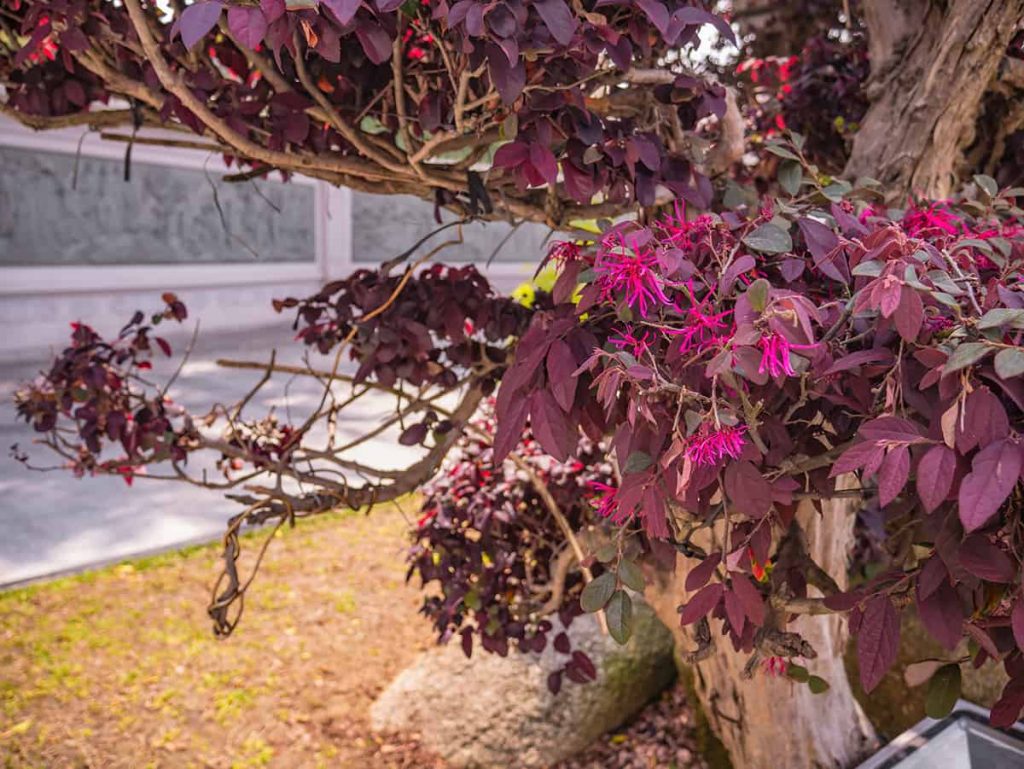 10 Shrubs with Red Leaves All Year - Plantglossary