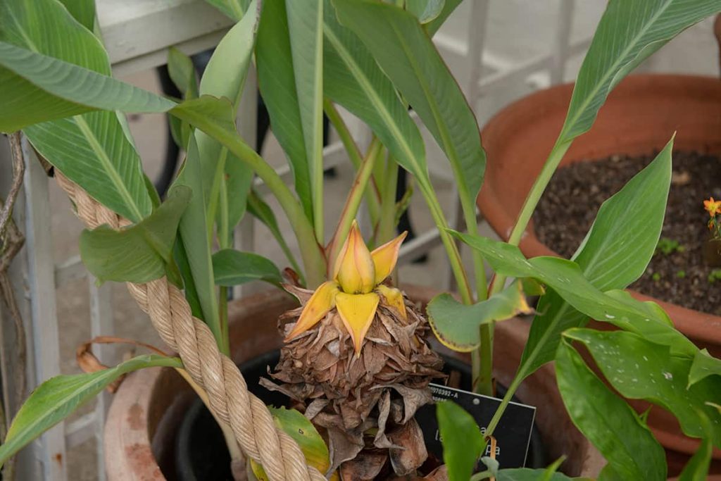 11 Types of Banana Plants (with Pictures) - Plantglossary