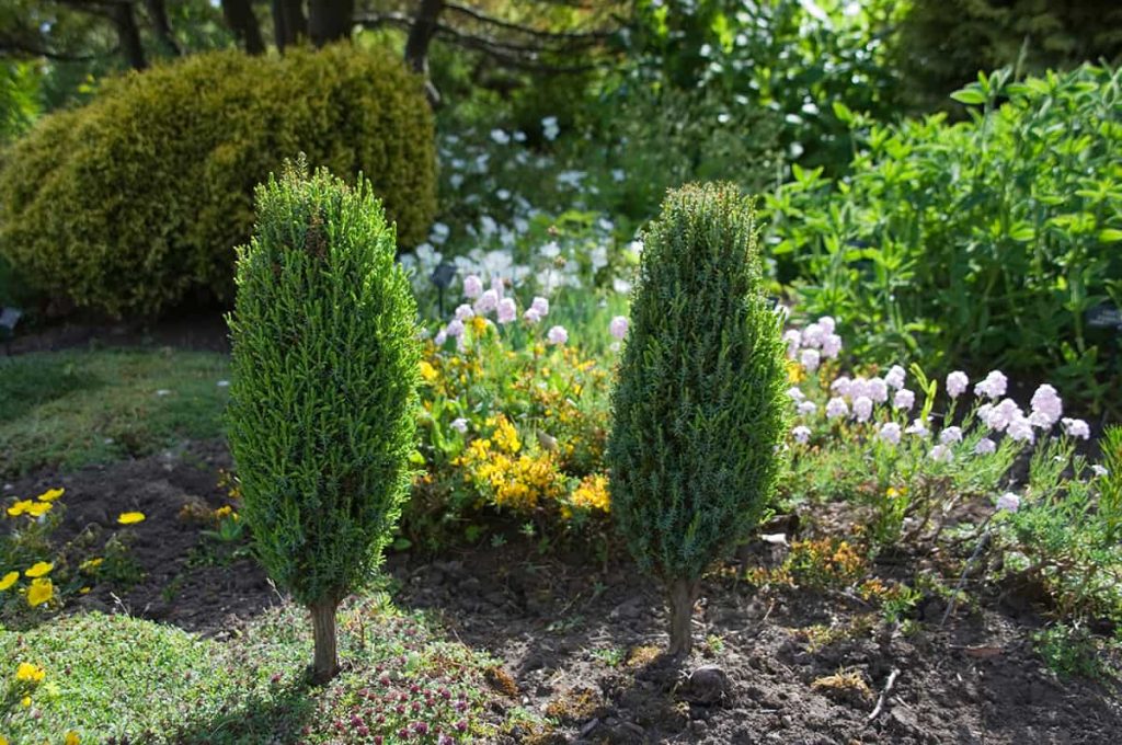 9 Narrow Evergreen Shrubs (with Pictures) - Plantglossary