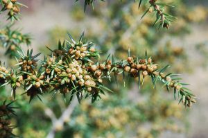 6 Beautiful Evergreen Shrubs with Non Invasive Roots - Plantglossary
