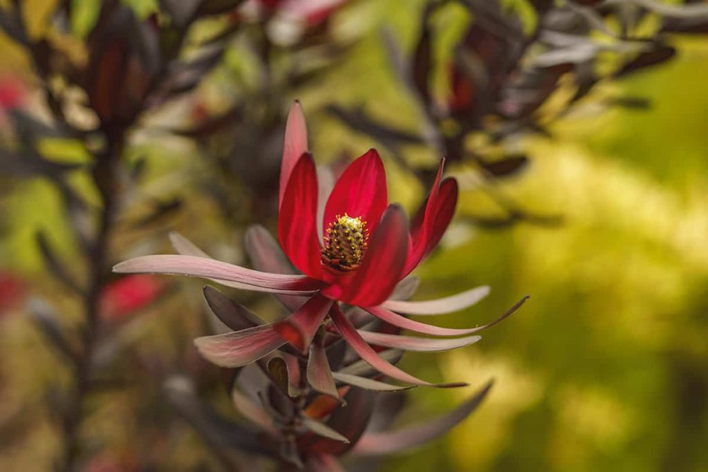 7 Red Flowering Shrubs For Every Garden - Plantglossary