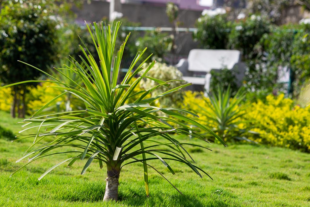 What Color Are Palm Trees? - Plantglossary