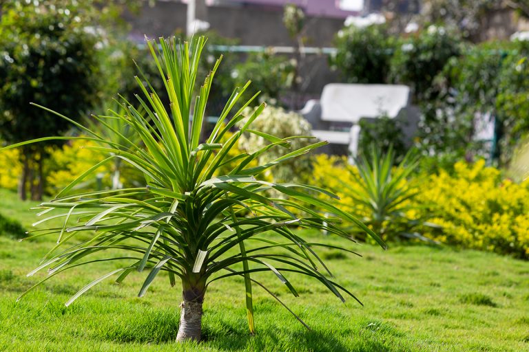 What Color Are Palm Trees? - Plantglossary