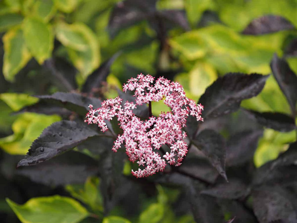 10 Purple Shrubs and Bushes with Pictures - Plantglossary