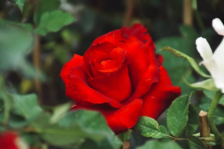 7 Red Flowering Shrubs For Every Garden - Plantglossary