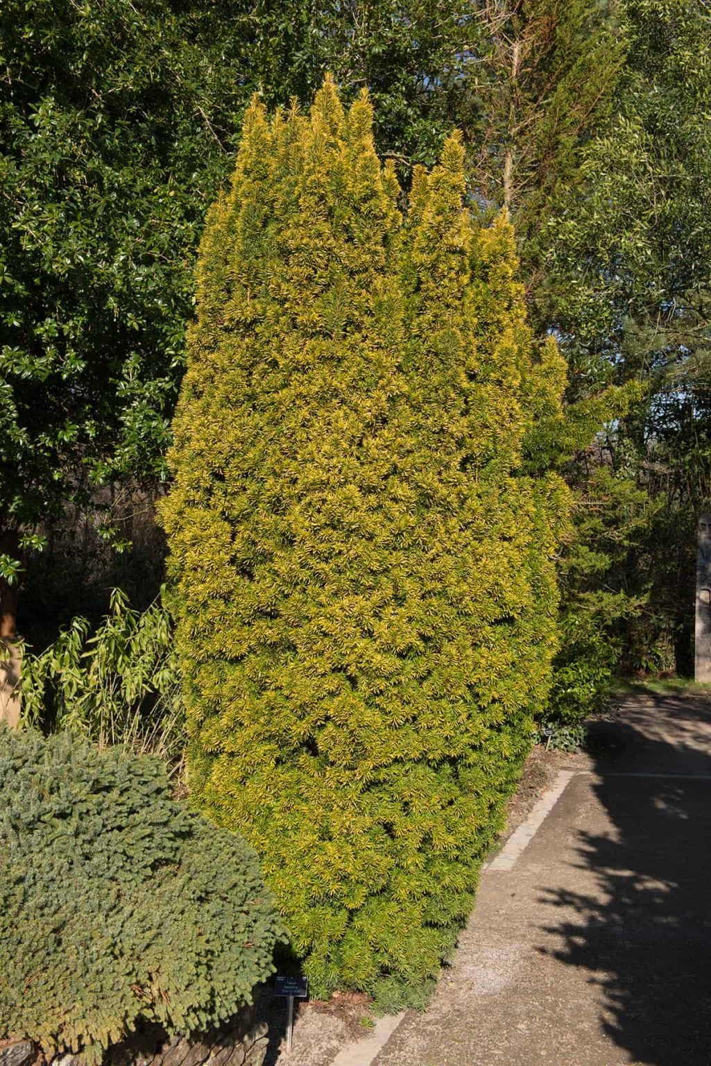 9 Narrow Evergreen Shrubs (with Pictures) - Plantglossary